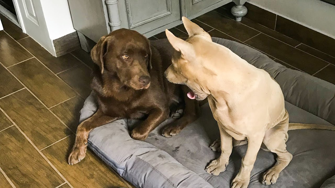 Chocolate labrador and thai ridgeback friendship - YouTube