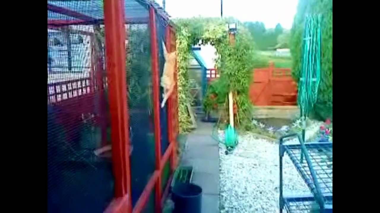 Simon : Spider Cat - YouTube