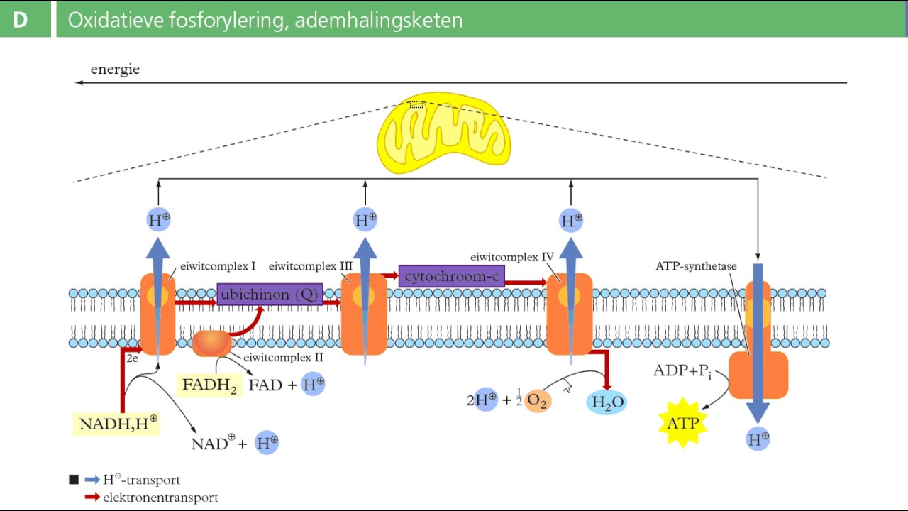 Fosforcyclusdiagram En Uitleg