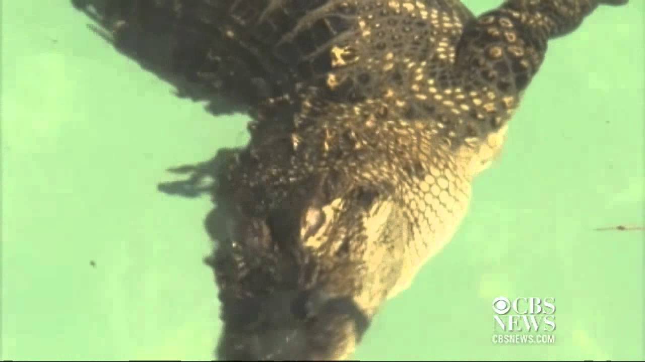 Alligator swims with prosthetic tail - YouTube