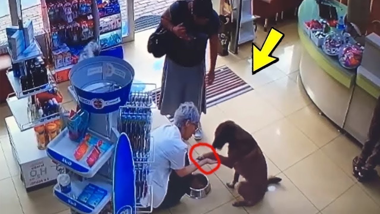 The cameras captured a smart dog walking into a pharmacy and Here's Why ...