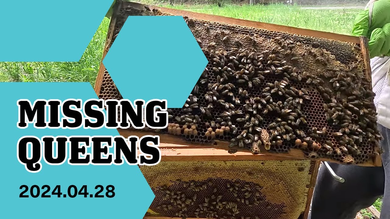 Queenless Hives | 2024-04-28 - YouTube