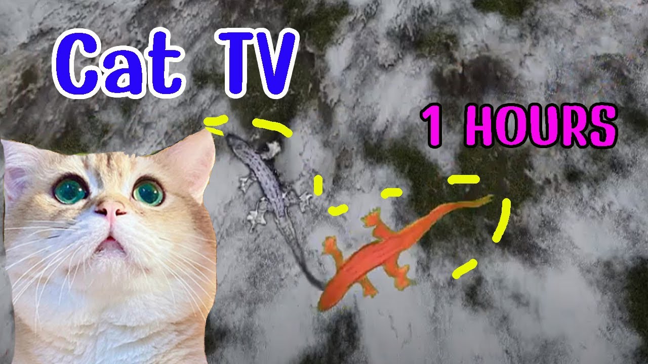 CAT GAMES l Game for cats Mix Lizard red Lizard | CAT TV | 1hours #cat ...
