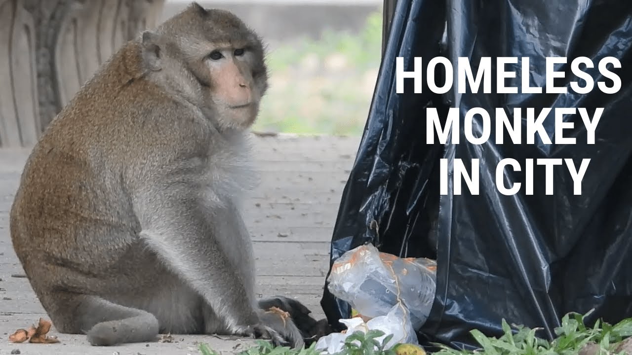 Million Pity to See Homeless Monkey Living in The City Looking For ...