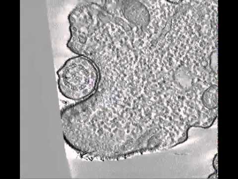 Virtual slices from a tomogram of a cytostome-cytopharynx complex in ...