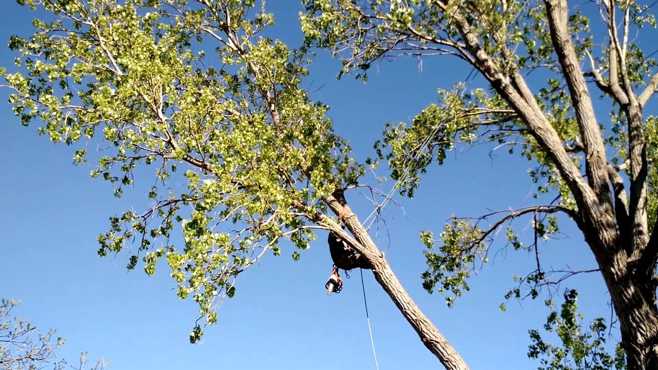 Delimbing Cottonwood Limb - Cantu Tree Trimming - YouTube