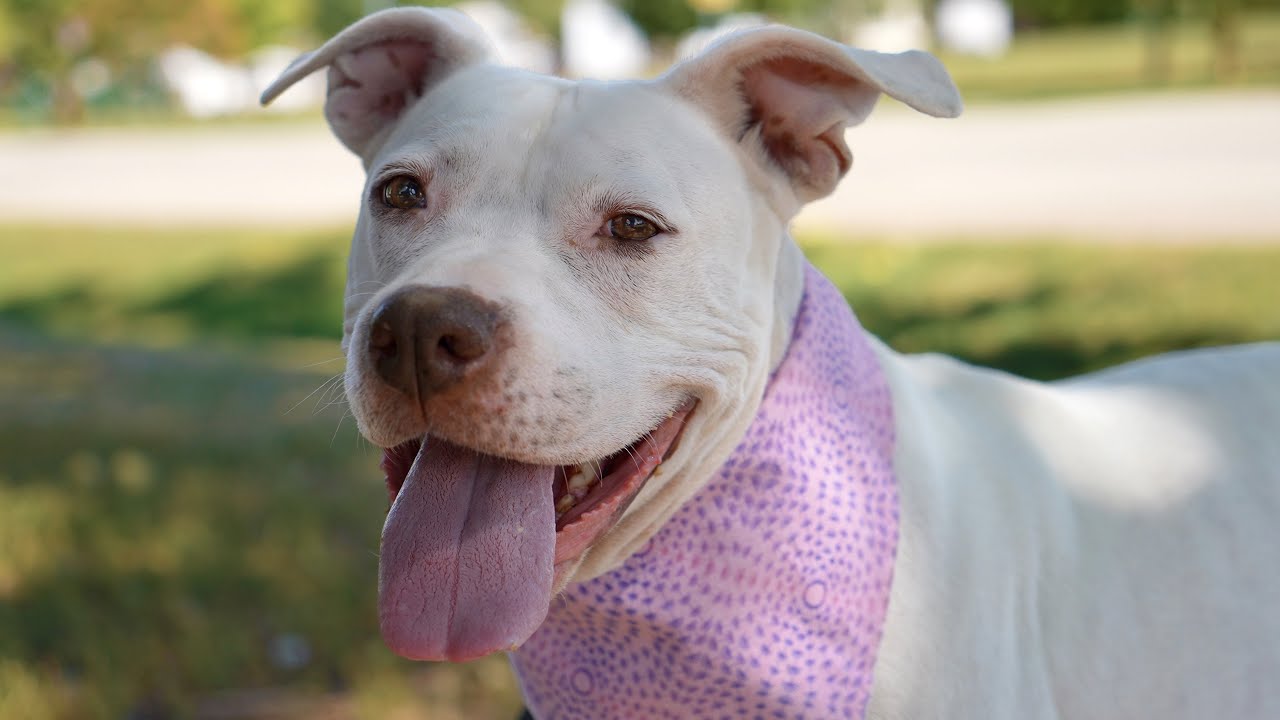 Shy - Longmont Humane Society (Adopted) - YouTube
