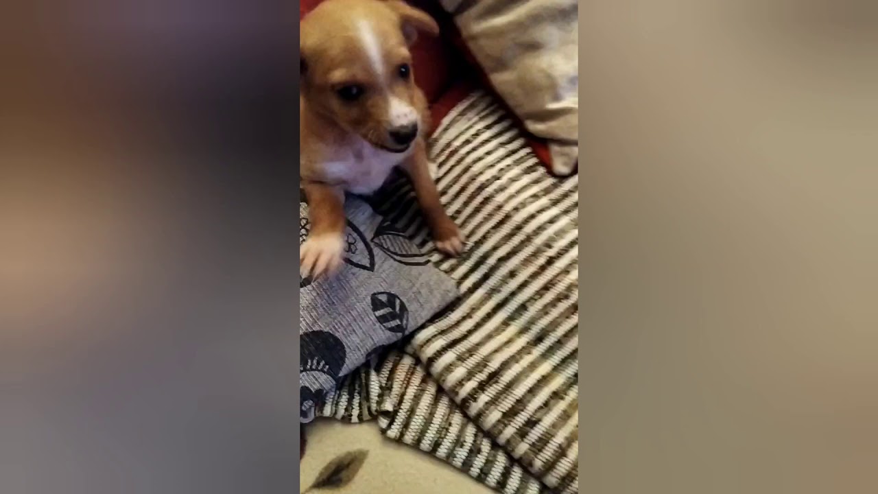 Encontré un perro abandonado y con el pelo quemado en un basurero - YouTube