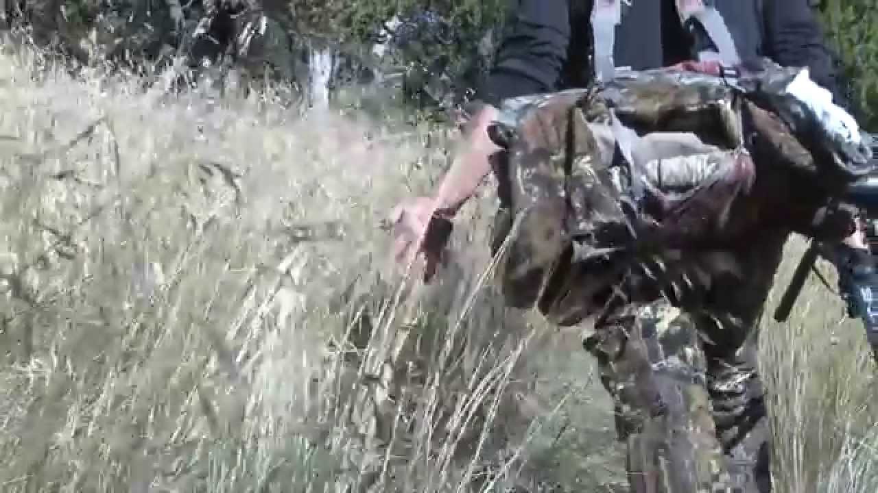 2014 Colorado Archery Bull - YouTube