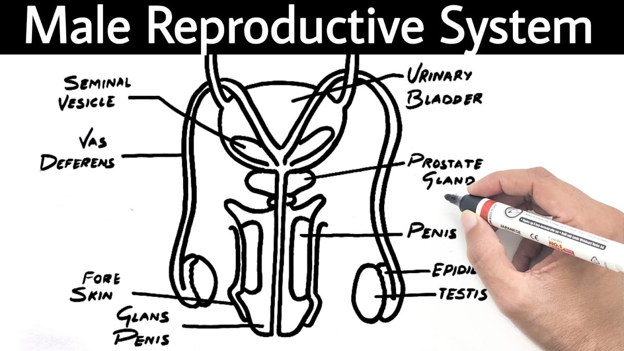 Male Reproductive System Easy | YoKidzDrawing | YoKidz Channel - YouTube