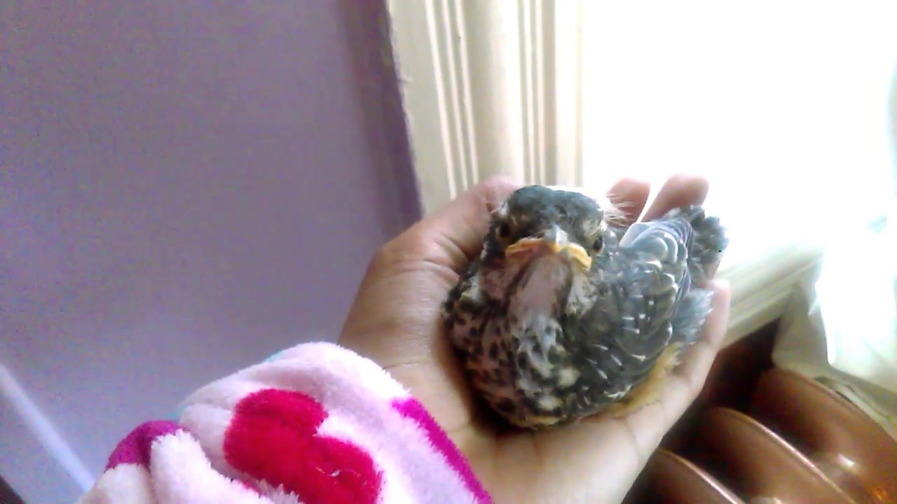 baby robin falling asleep - YouTube