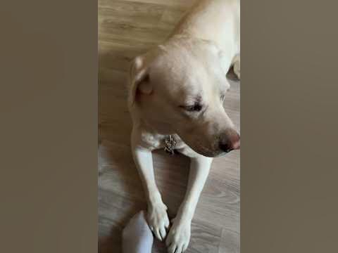 Милый песик🥺 - YouTube