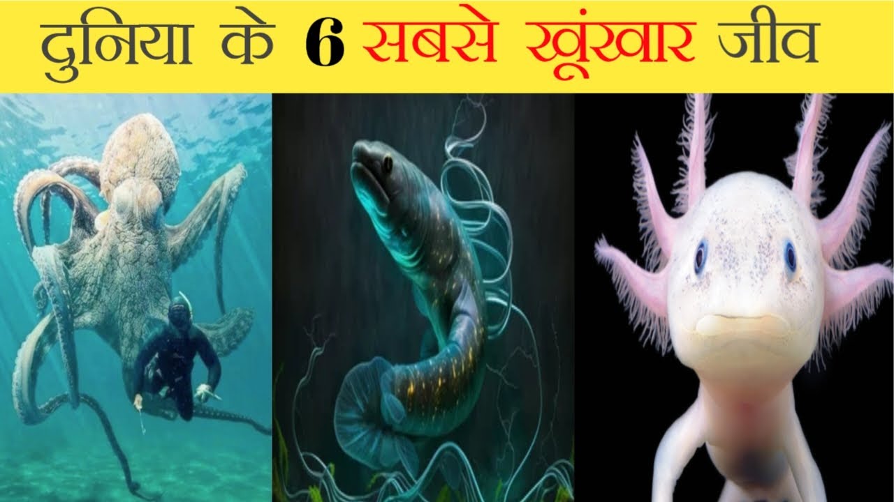 दुनिया के 6 सबसे खुखांर जीव | World's 6 Most Dreaded Creatures | Most ...