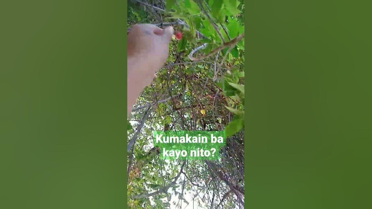 Aratilis Tree Youtube