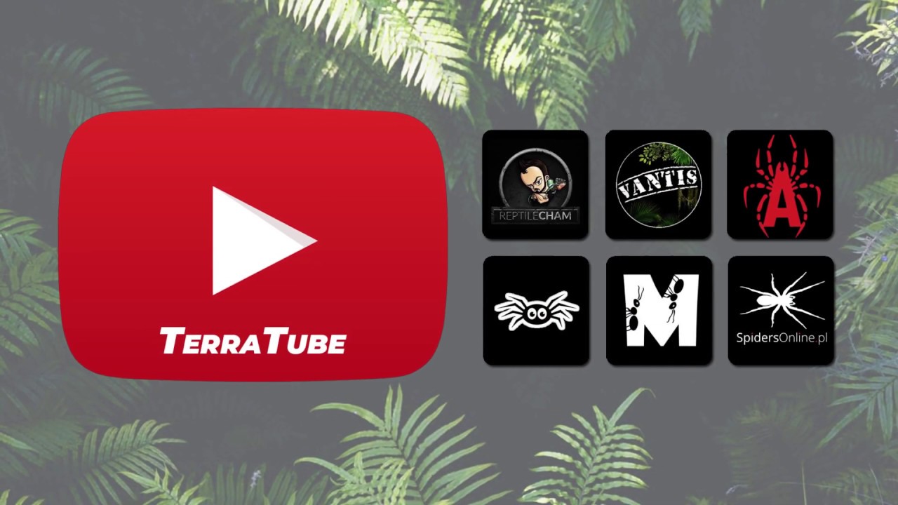 TerraTube - SpidersOnlinePL, Ciekawe Ptaszniki, Mati&Mrówki ...