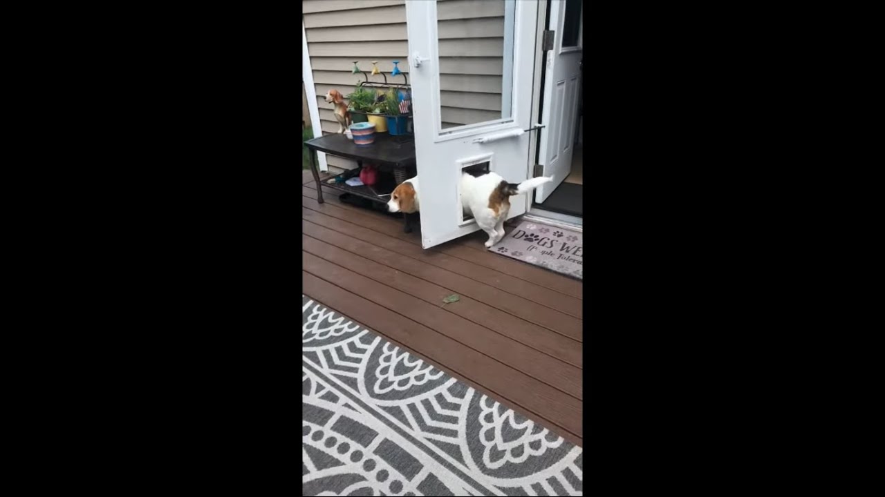Adorable Dog Gets Stuck at the Dog’s Door as Owner Laugh - YouTube