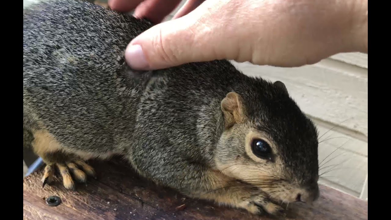 Taming a wild squirrel is rewarding! - YouTube