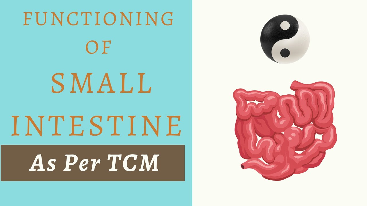 Organs & Its Functions as per TCM - Part 7 (Small Intestine) - YouTube