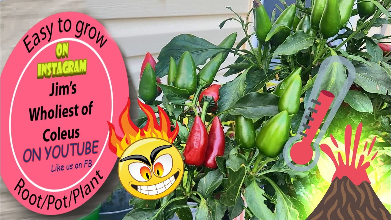 A VERY COOL JALAPEÑO PEPPER PLANT HARVEST 🌶 😋 - YouTube
