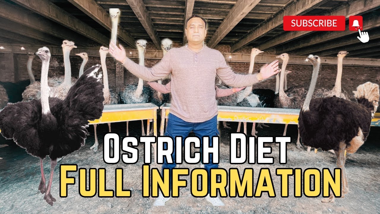 What ostrich eat - Ostrich Diet Plan Full information | Ostrich kya ...