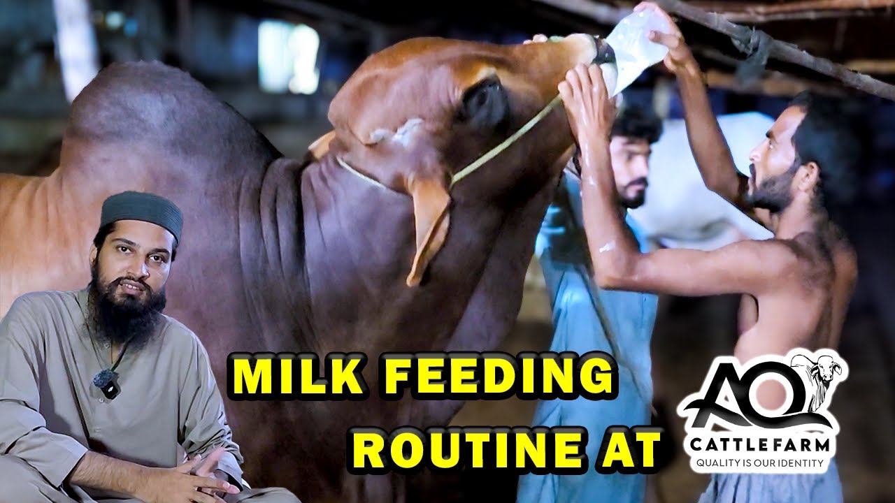 Milk Feeding Routine at AQ Cattle Farm | Cattle Market Karachi - YouTube