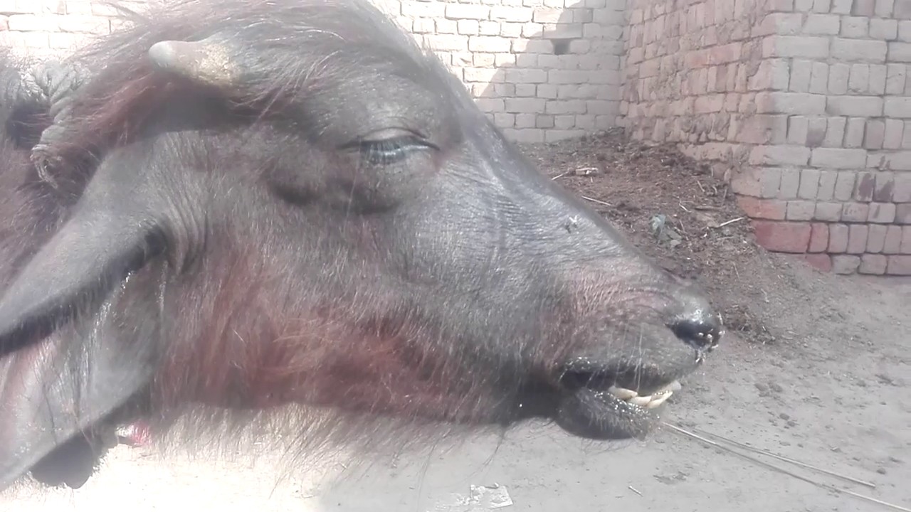 Hemorrhagic Septicemia in Buffalo calf - YouTube