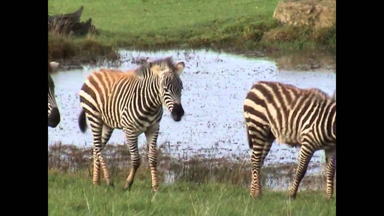 Baby Grant's Zebra at Longleat Safari Park - YouTube