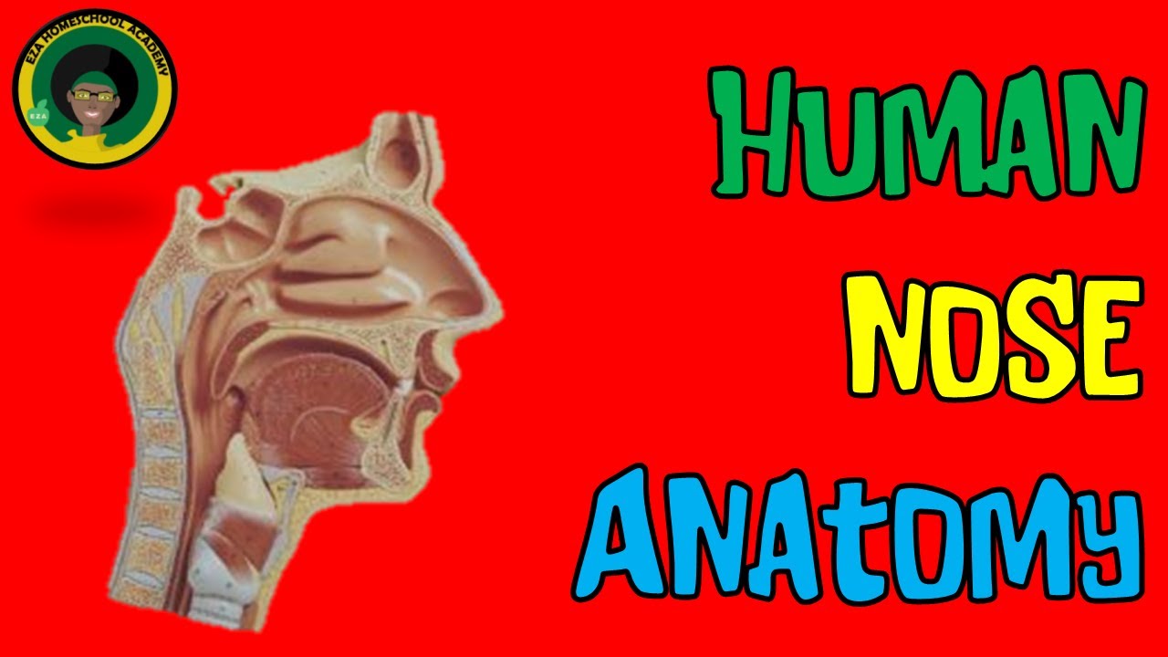 The Human Nose and Its Parts || Human Nose Anatomy || Parts of the Nose ...