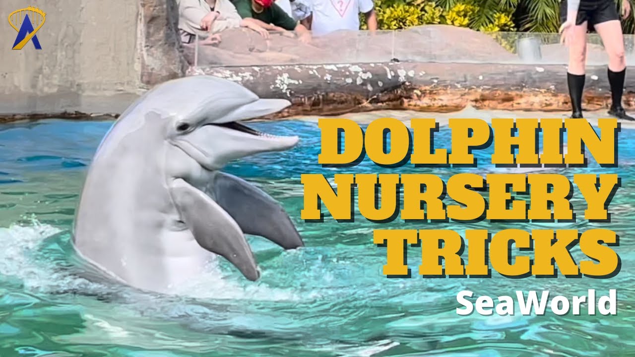 Bottlenose Dolphins Doing Tricks