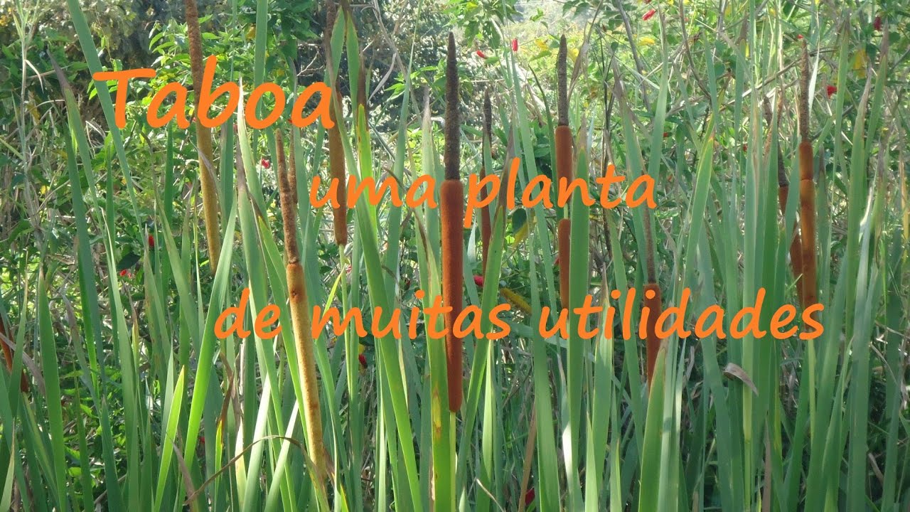 taboa (Thypha domingensis): a planta do sobrevivencialista! Isca de ...