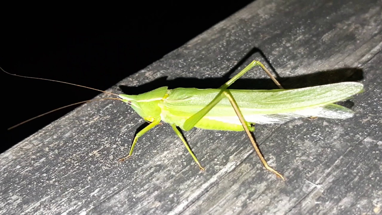 A green noisy bug - YouTube