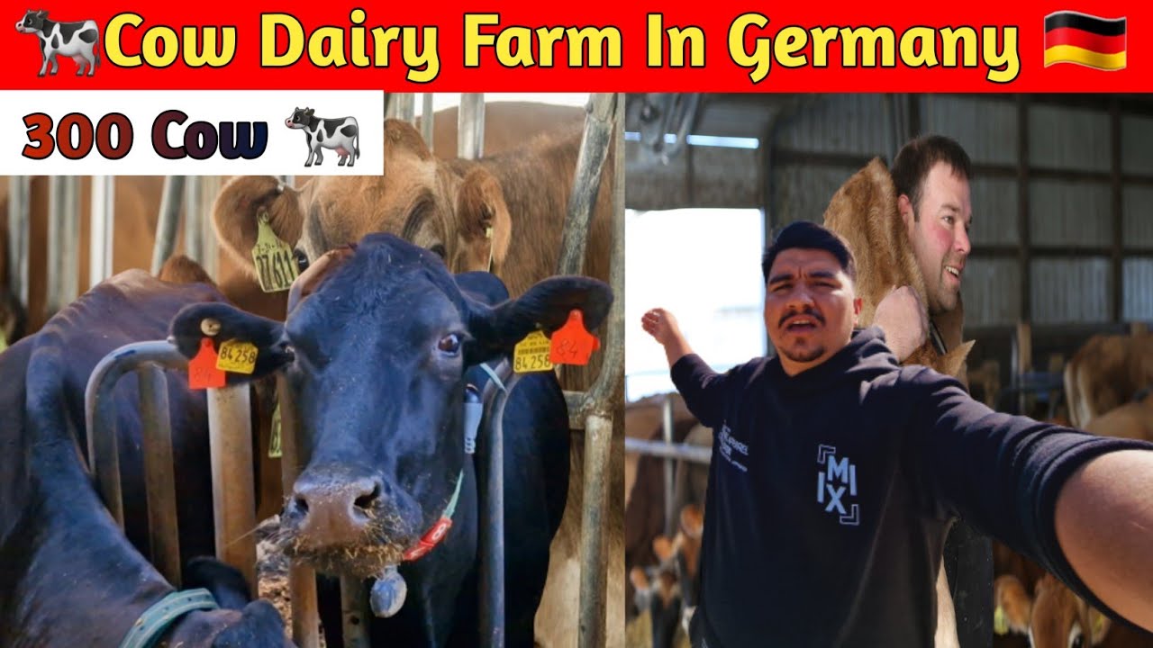 Cow Dairy Farm visit at germany 🇩🇪 - YouTube
