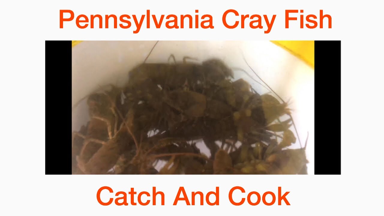 Pennsylvania cray fish catch and cook | episode 6 - YouTube