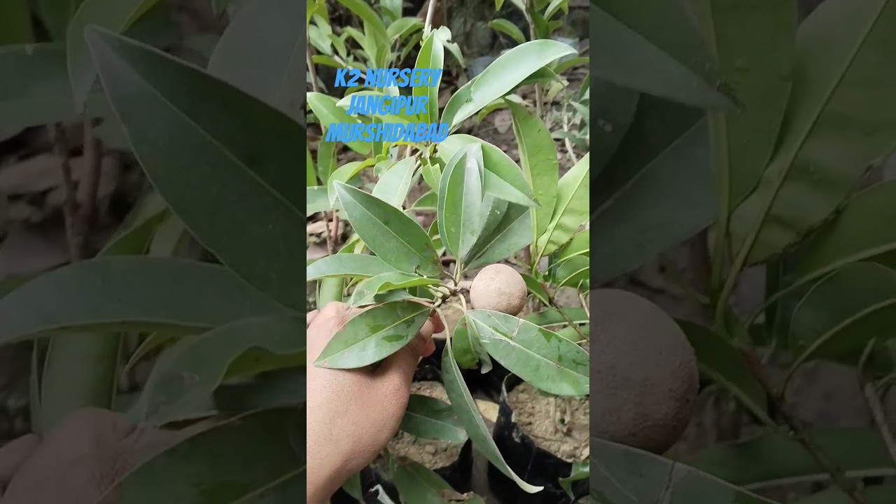 mammy sofeda. kalapati safato .safatul fol.sofeda fol k2 #victor # ...