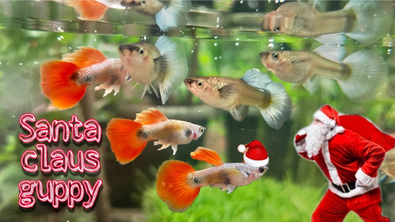 Santa claus guppy🎅|New guppys - YouTube