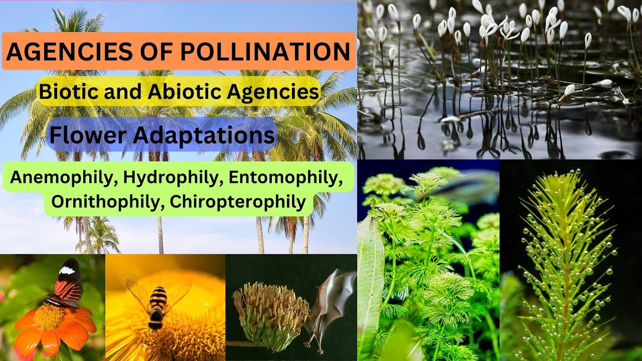 Pollinating Agents and Plant Adaptations | Definitions with Examples ...