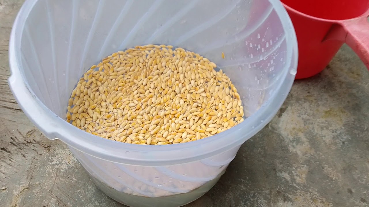 Cara Semai benih melon agar tumbuh semua , ( episode 1 benih melon Erna ...