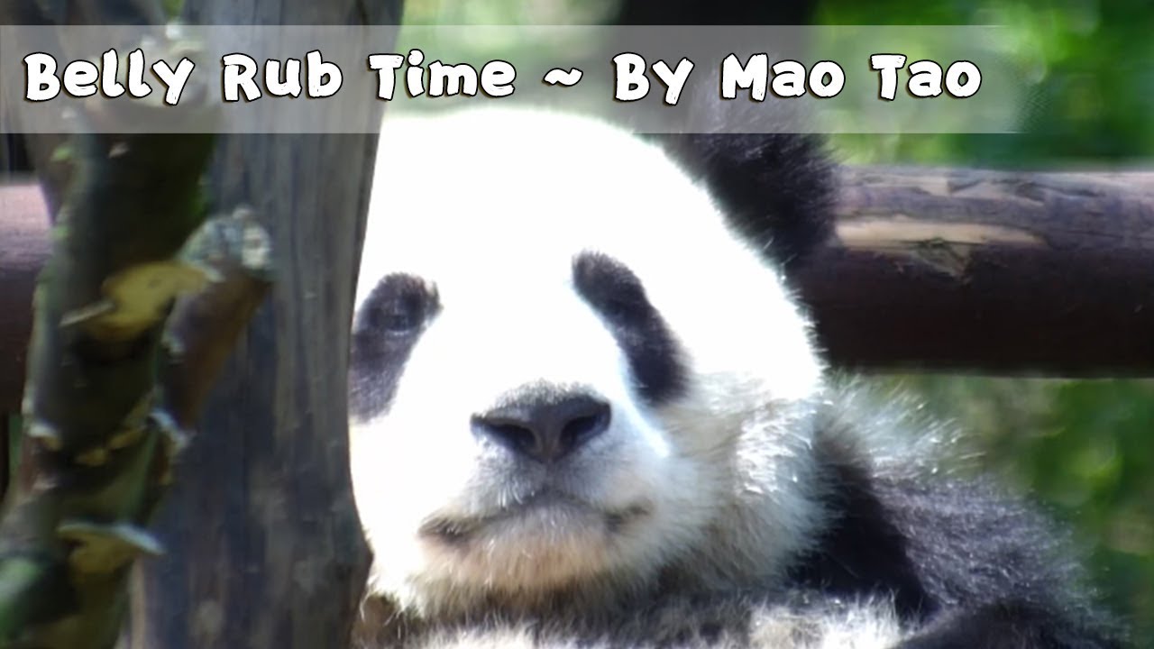 Belly Rub Time ~ By Mao Tao | iPanda - YouTube