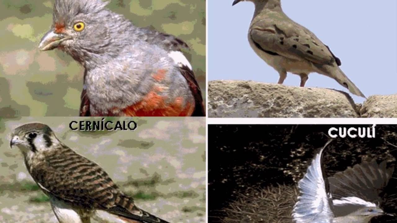 FAUNA DE OLMOS LAMBEYEQUE - PERU - YouTube