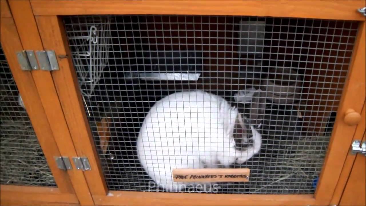 (Californian & Dutch Rabbits) Tour of the Wylie Rabbitry - YouTube