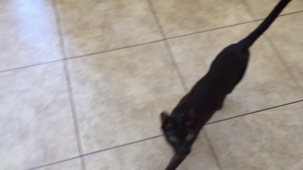 Cat Caught Yodeling Jumps Into Camera -- Charlie, the Havana Brown ...