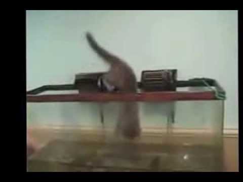 Sarhoş Kediler Komik