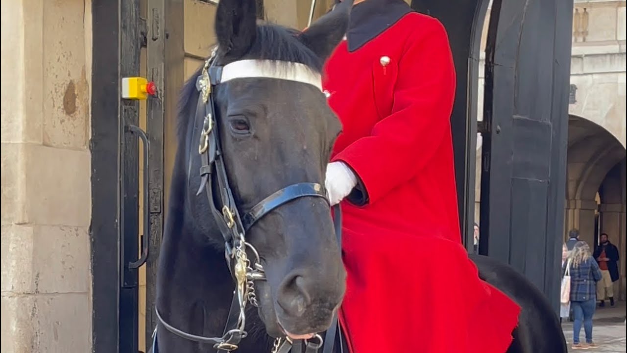 Epic Elegance Unveiled! Most Beautiful Kings Guard Horse in Red Majesty ...
