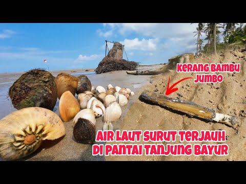 BABONNYA‼️Nemu kerang serba JUMBO