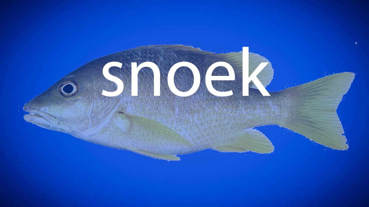 How to pronounce snoek - YouTube