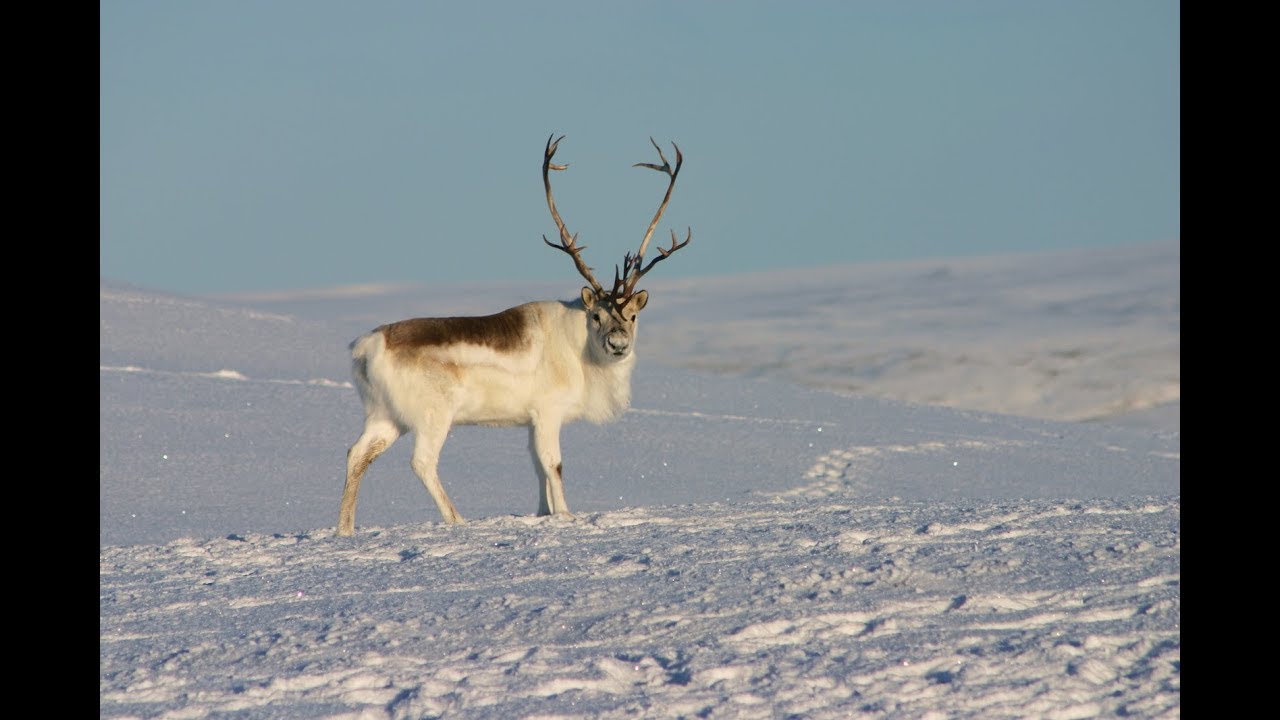 List of Animals Who Turn White in Winter - YouTube