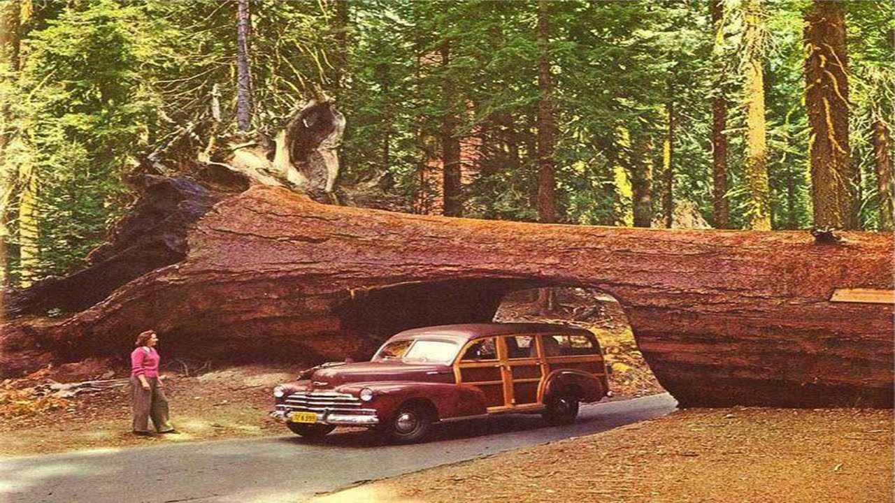 Beautiful Tree Tunnels From Around The World - YouTube