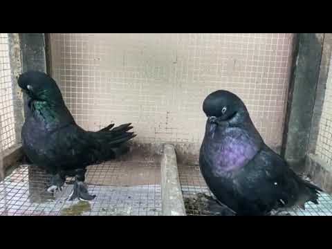 English Long Face Pigeon - Black - YouTube