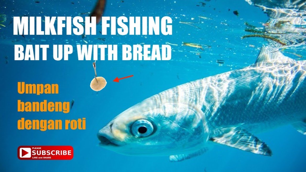 MILKFISH Fishing sa Ajman | AL ZORA | PINOY ANGLER - YouTube