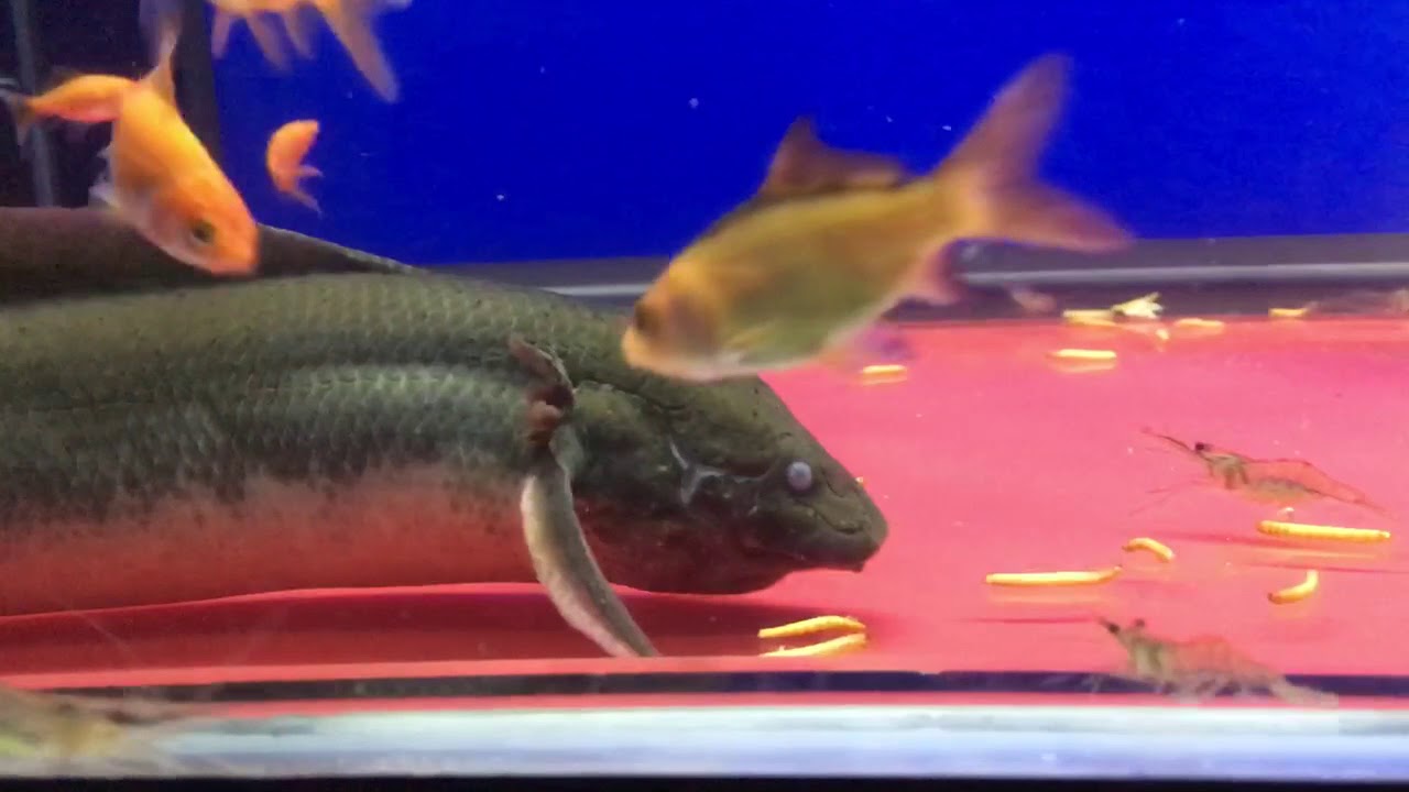 African Gilled Lungfish Protopterus Amphibius - YouTube